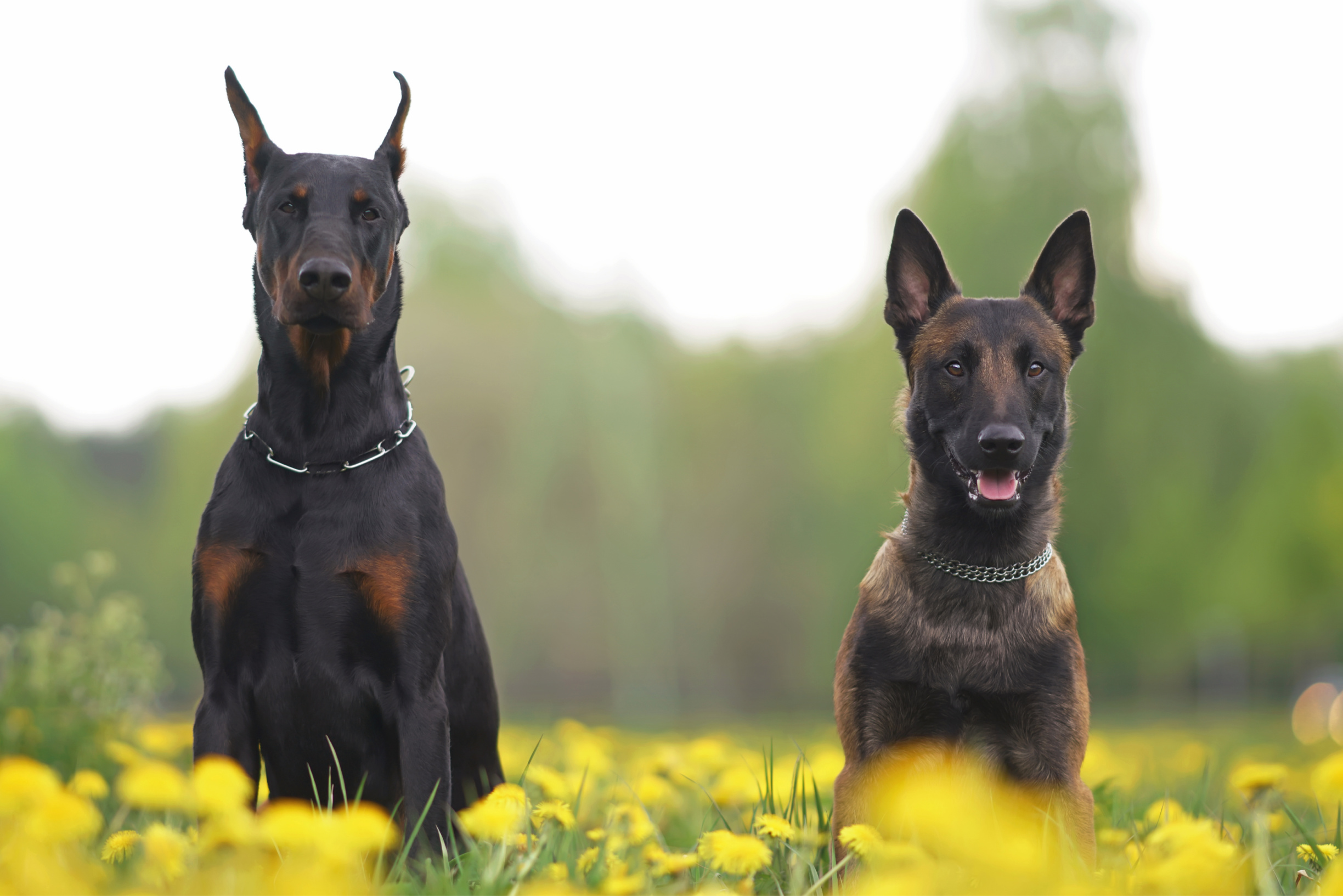 This Entrepreneur Sells Elite Protection Dogs to the Wealthy - Think ...